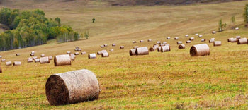Optimal Stacking Methods for Large Round Bales: Preserving Hay Quality ...
